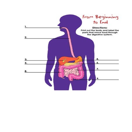 Digestive system | DOC