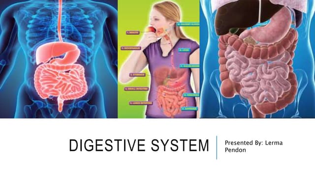 Digestive system - CLASS V | PPTX