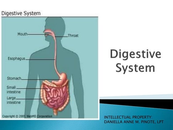 Digestive system | DOCX | Endocrine and Metabolic Diseases | Diseases ...
