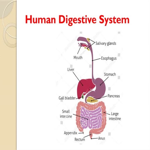 Digestive System with all organs involved in digestion | PPTX