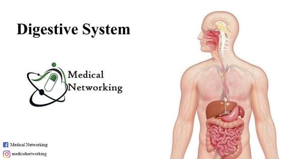 ACCESSORY ORGANS OF DIGESTIVE SYSTEM | PPTX
