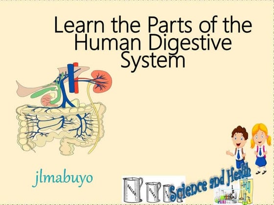 Detailed Lesson plan Sample Digestive Process | DOCX