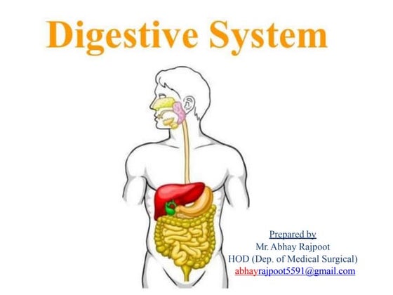 Renal System Anatomy | PPT