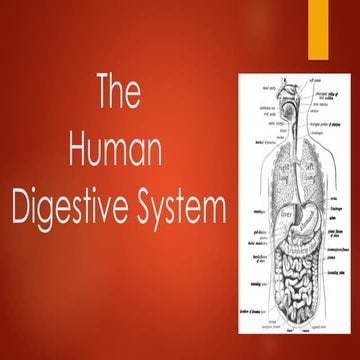 Digestive system Grade 6 | PPTX