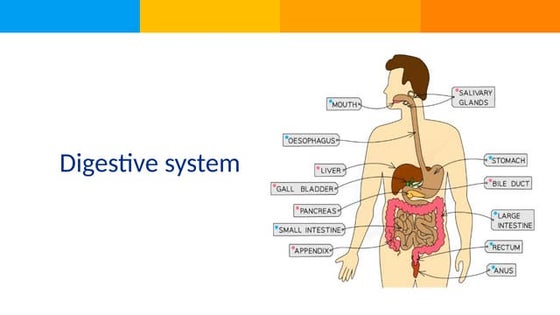 The Digestive System Science Educational Presentation In Dark Orange