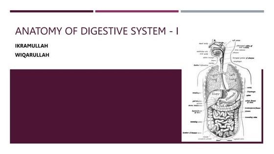 Quardents and regions of Human body.pptx | Pregnancy | Reproductive Health
