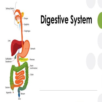 Unit 3 Digestive and Respiratory Systems | PPTX