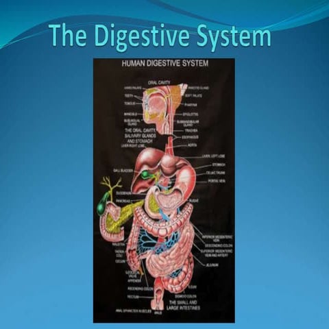 Anatomy - Digestive System (Its Parts and Functions) | PPT