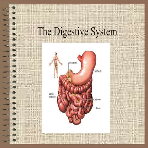Digestive System for Biology NCEA LEvel 2.pptx