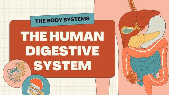 Digestive System Grade 4 igcse easy notes ppt | PPT | Nutrition ...