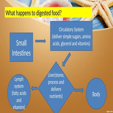 DIGESTIVE SYSTEM - a lesson for grade 8.pptx