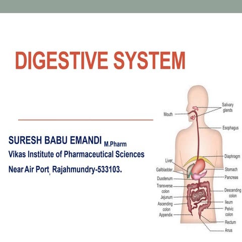 Gastrointestinal Tract: Anatomy & Physiology | PPTX