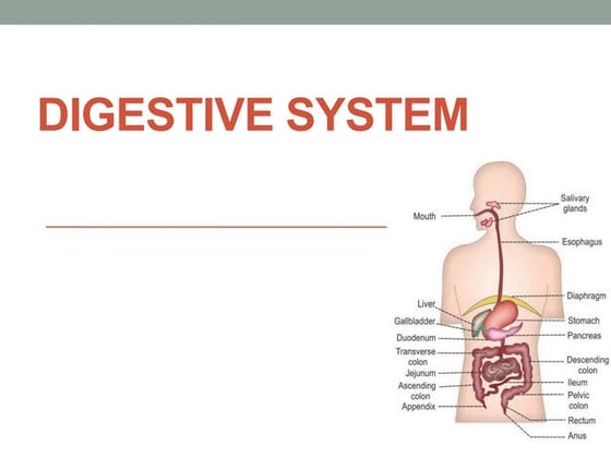 ACCESSORY ORGANS OF DIGESTIVE SYSTEM | PPTX