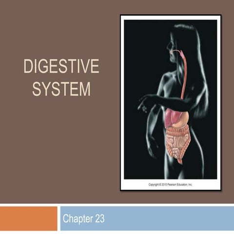 The Anatomy & Physiology of the Digestive System .pptx