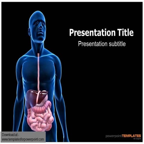 Digestive system | PPT