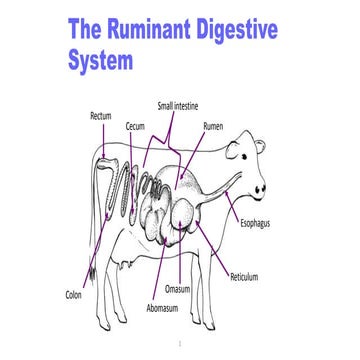 Digestive system of a cow | PPTX