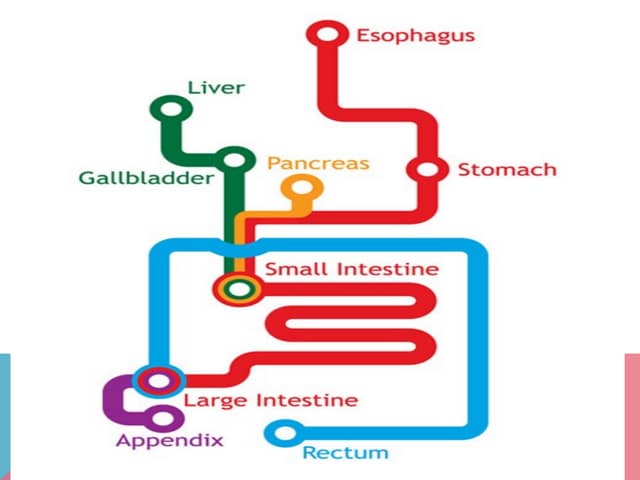 Digestive System with all organs involved in digestion | PPTX