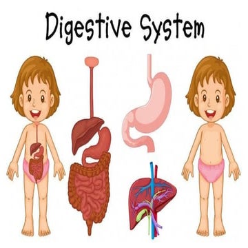 DIGESTIVE SYSTEM - ICSE 6TH GRADE PPT.pptx
