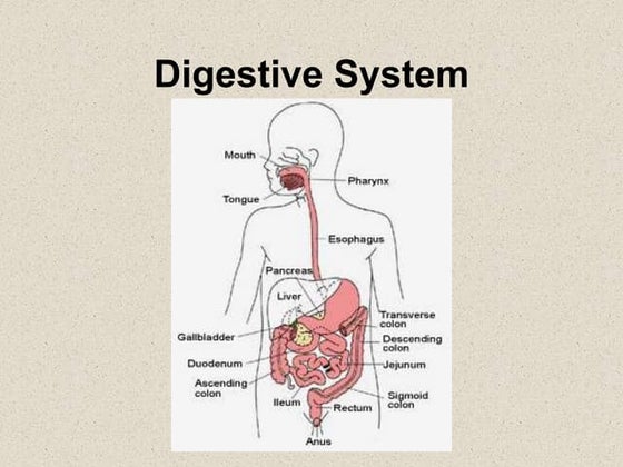 Digestive System Grade 4 igcse easy notes ppt | PPT | Nutrition ...