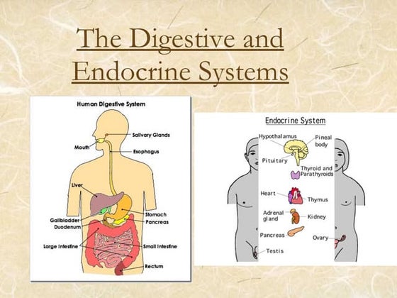 Endocrine and Lymphatic System | PPTX