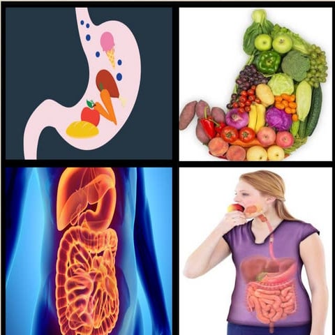 Digestive_systemand_Excretory_System.ppt