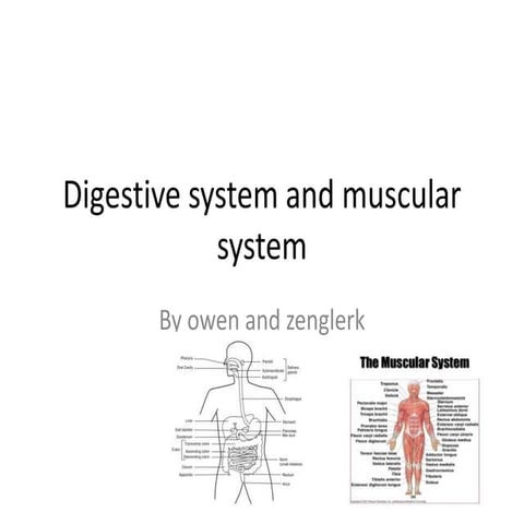 Digestive system and muscular system owen | PPTX