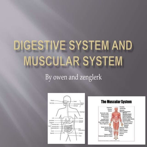 Digestive system and muscular system zeng zl | PPTX