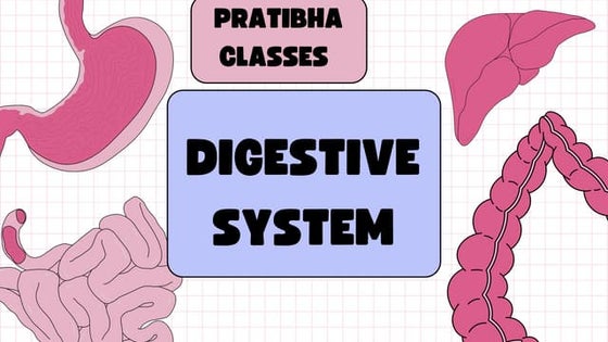 Digestive System Grade 4 igcse easy notes ppt | PPT