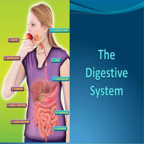 Digestive system for Junior High School Grade 8 | PPTX