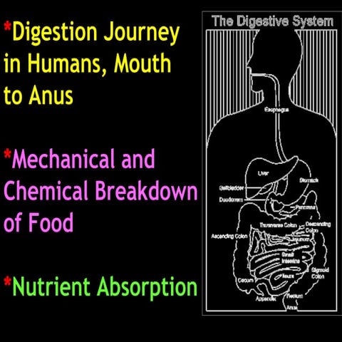 Digestive system iii | PPT