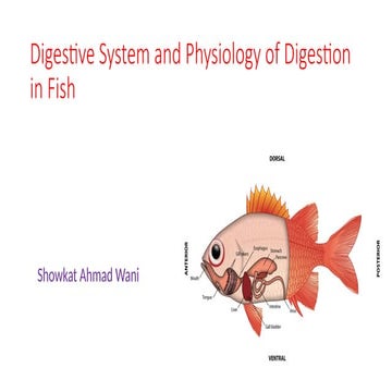 Digestive system in Fish. a complete lecture | PPTX
