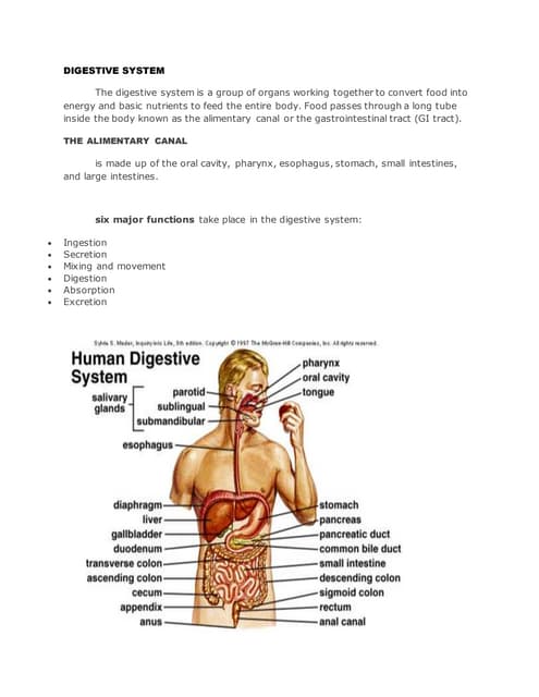 Grade 6-science-digestive-system | PPT