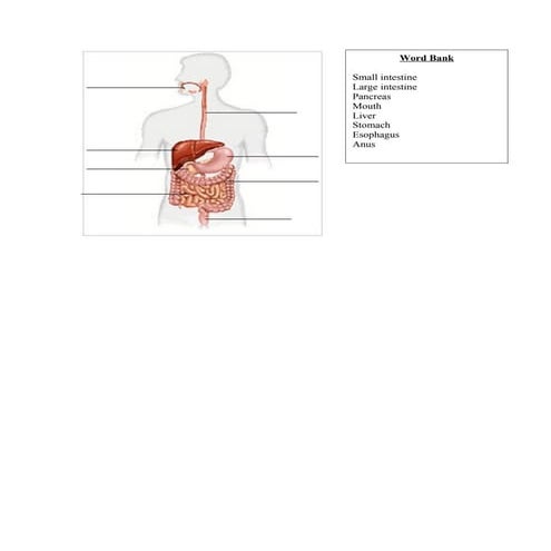 Biology - Digestive system label | PDF