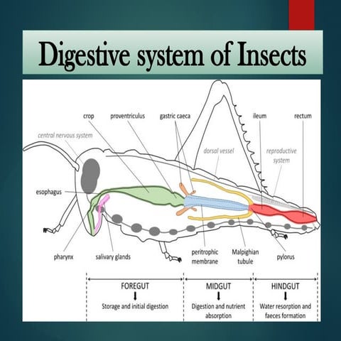 Chapter 4 INTERNAL STRUCTURE AND FUNCTION OF INSECT’S BODY (INSECT ...