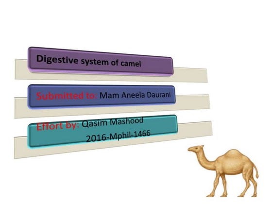 Camel’s digestive anatomy and physiology..pptx