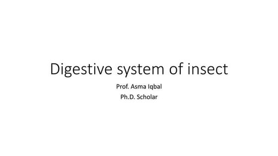 Digestive system of Insects | PPTX | Biological Sciences | Science