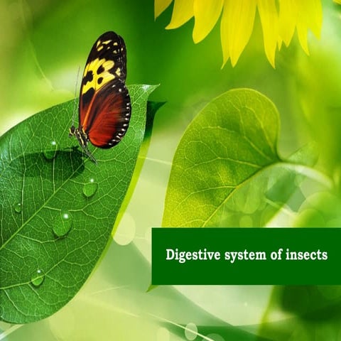 Chapter 4 INTERNAL STRUCTURE AND FUNCTION OF INSECT’S BODY (INSECT ...