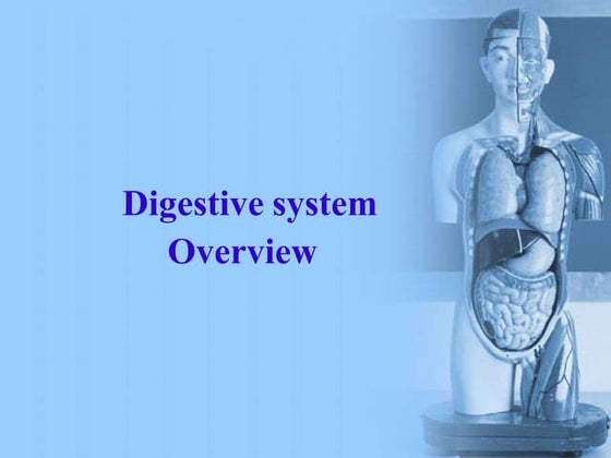 Review Sheet Exercise 38 Anatomy Of The Digestive System Editing