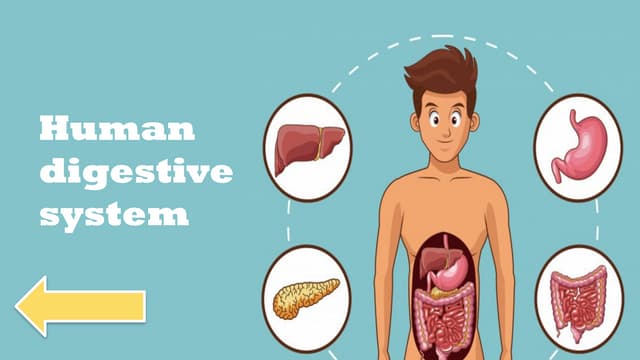 Digestive system - CLASS V | PPTX | Biological Sciences | Science