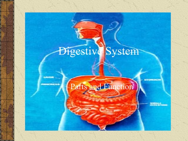 Human digestive system | PPTX