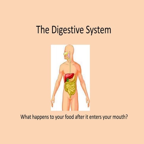 Digestive system power point | PPTX