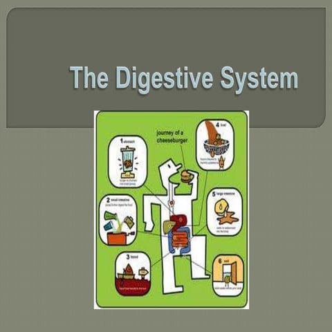 Digestive system power point | PPTX