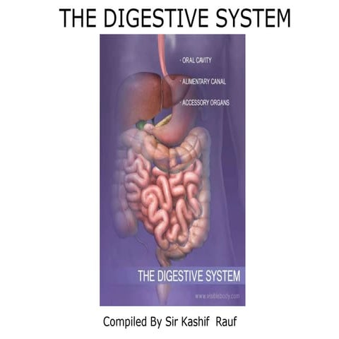 Digestive System | PPT