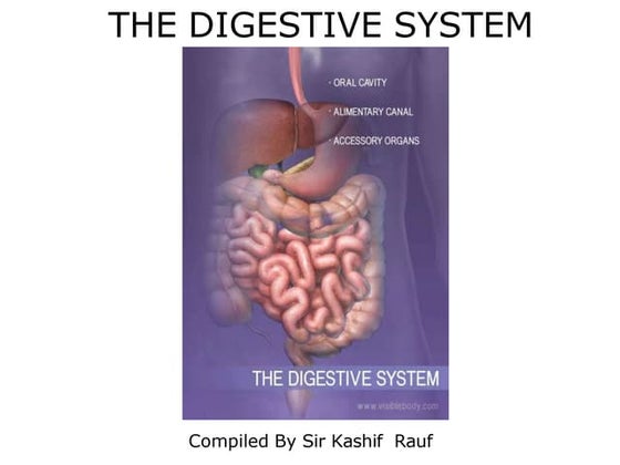 Introduction of gastrointestinal tract | PDF | Digestive Disorders ...