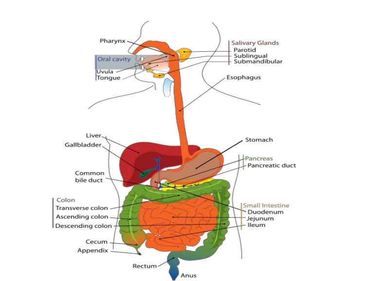 Upper Gastrointestinal Tract Diagram