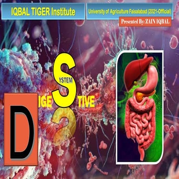 Human Digestive System Structure, Composition, and Function(Enzymes ...