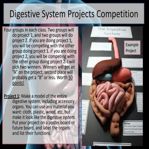 Digestive System Project Competition | PPTX