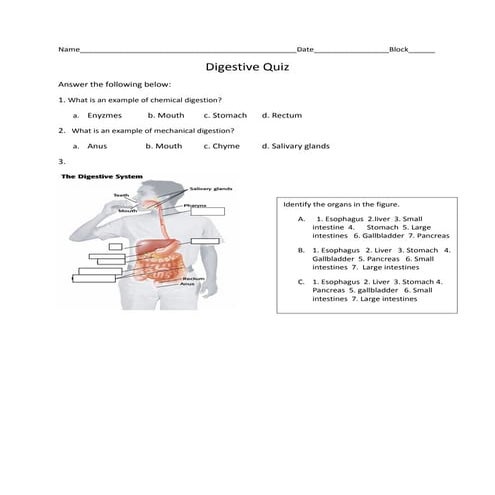 Digestive system quiz | DOC
