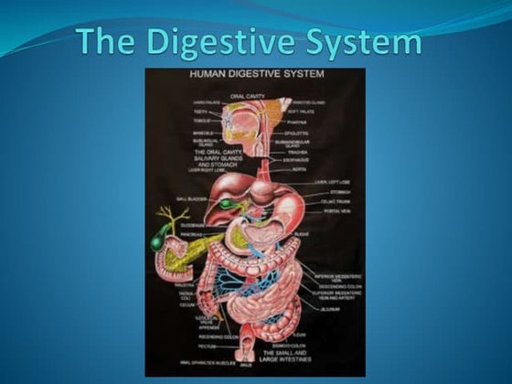 Anatomy - Digestive System (Its Parts and Functions) | PPT | Chemistry ...