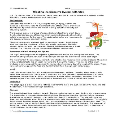 Digestive system Lesson for Grade 6 students.pdf